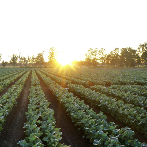 Home - Campsey Farm - Farming the Lockyer Valley for 6 generations